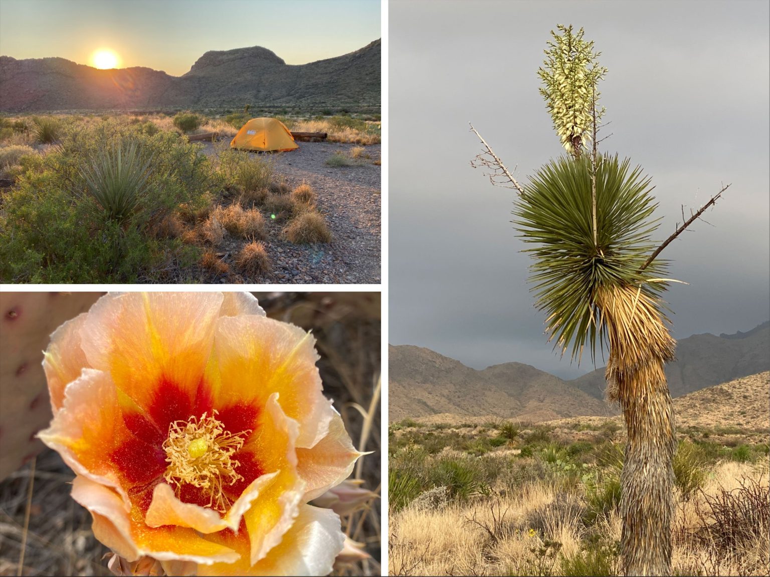 Nature Spots – Lisa Spangler