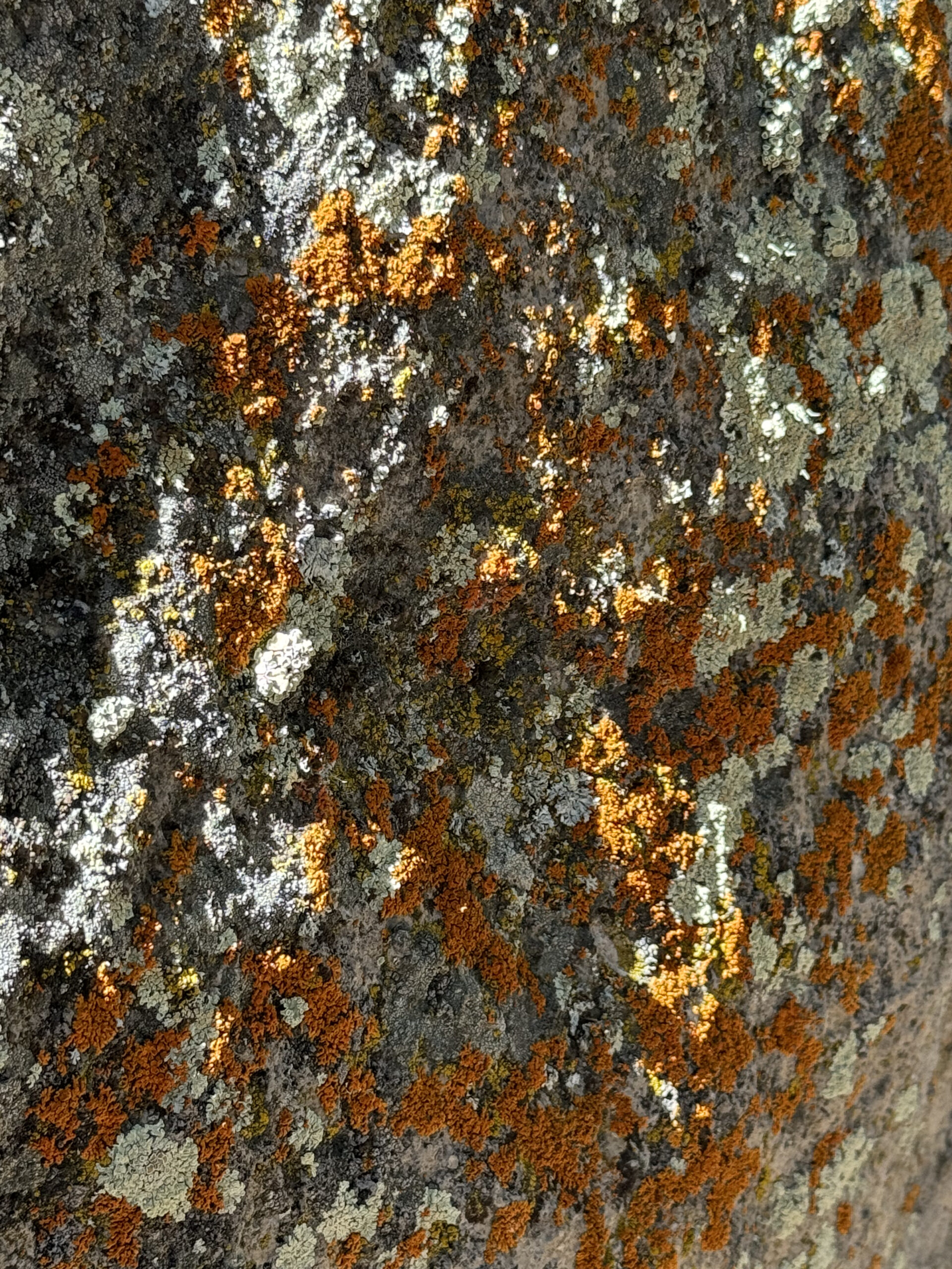 Lichens – Lisa Spangler